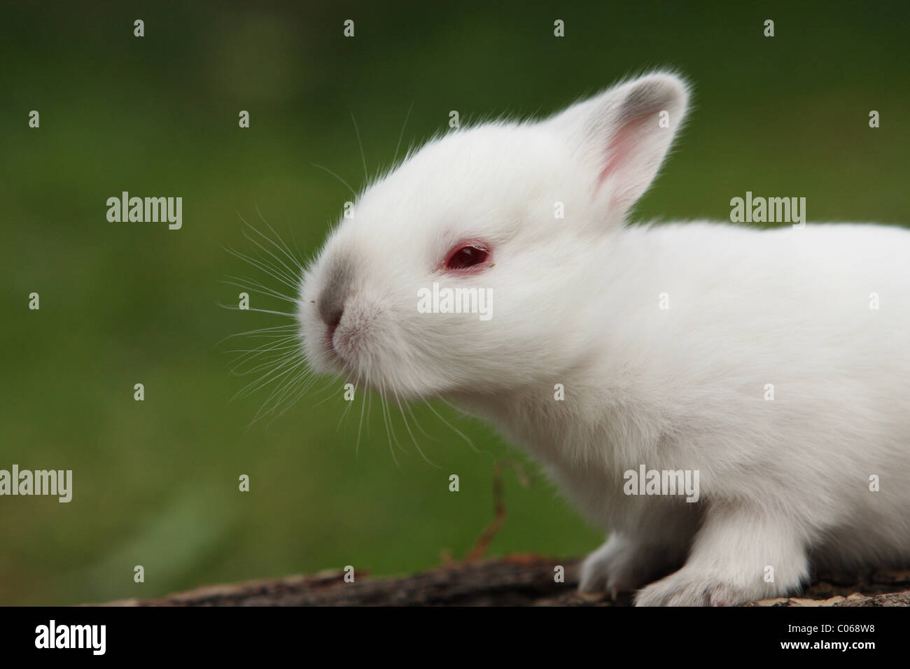 Bunny profile hi-res stock photography and images - Alamy