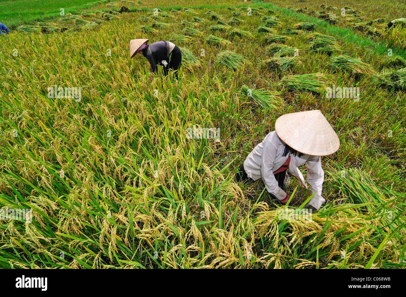 Woman cutting rice plants, Vietnam, Asia Stock Photo - Alamy