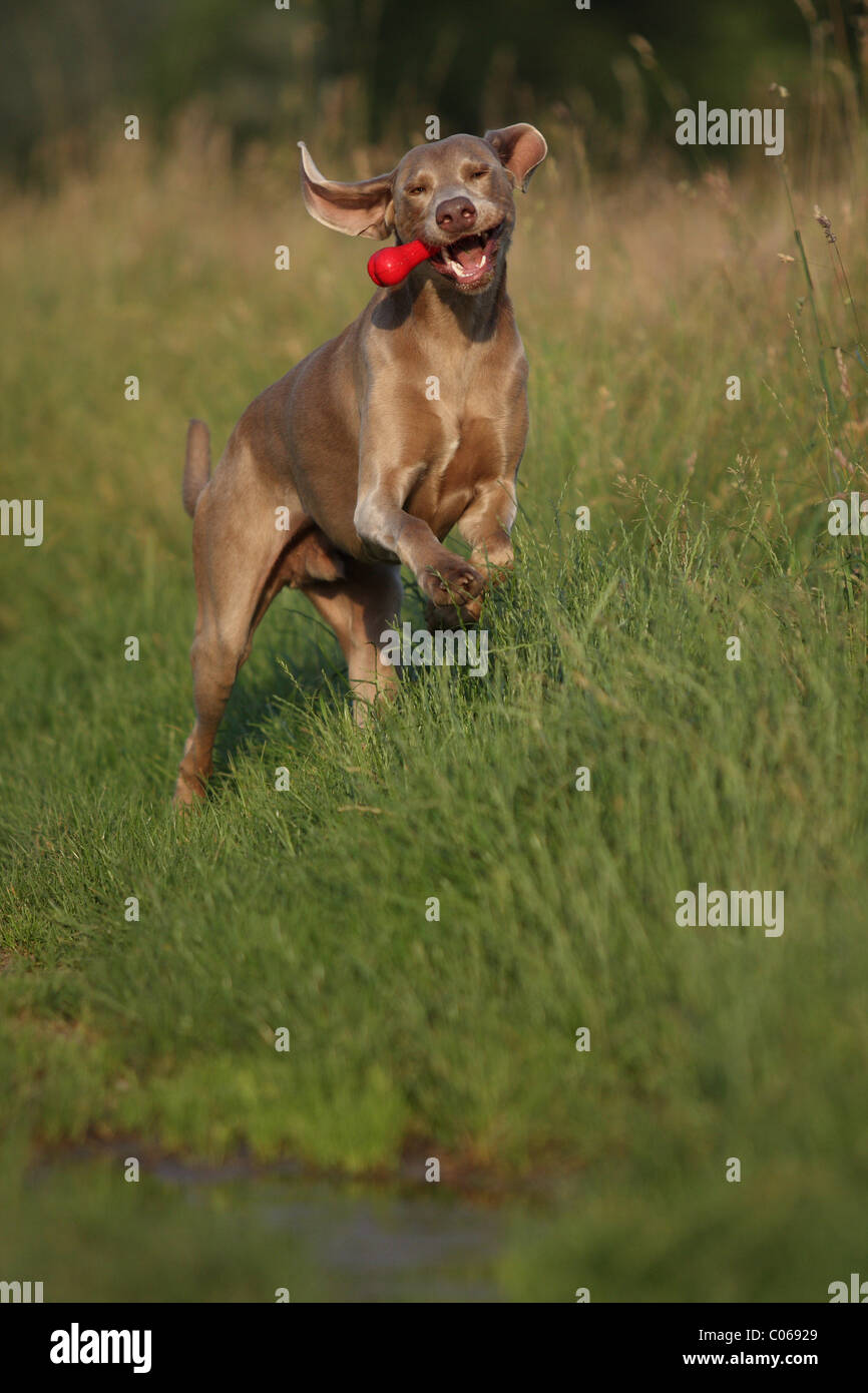 Running outdoors and bones hi-res stock photography and images - Alamy
