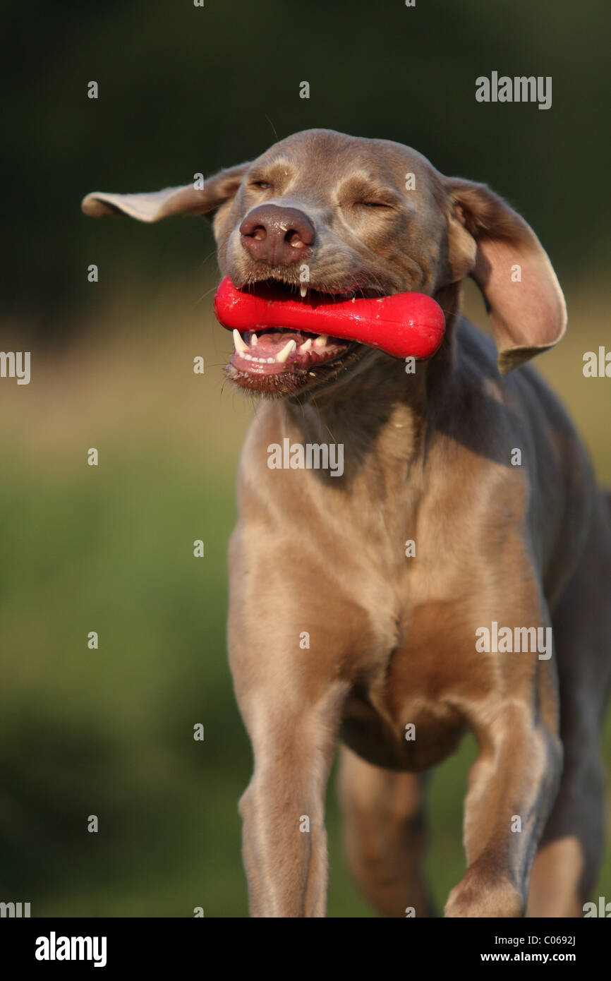 Dog running bone hi-res stock photography and images - Alamy