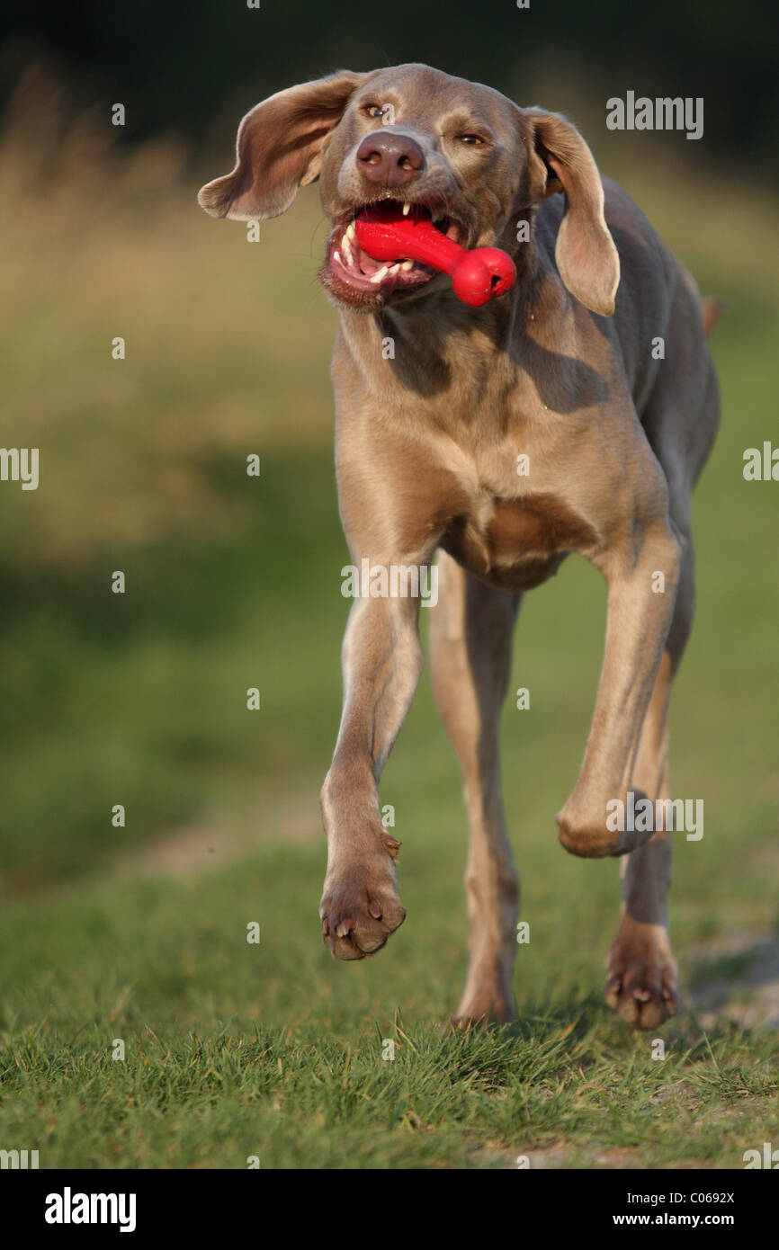 Running outdoors and bones hi-res stock photography and images - Alamy