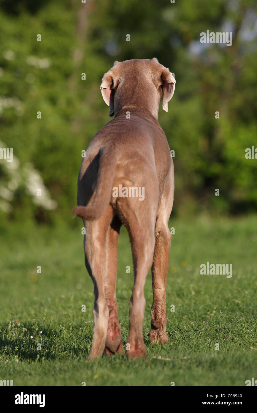 Weimaraner male standing hi-res stock photography and images - Alamy
