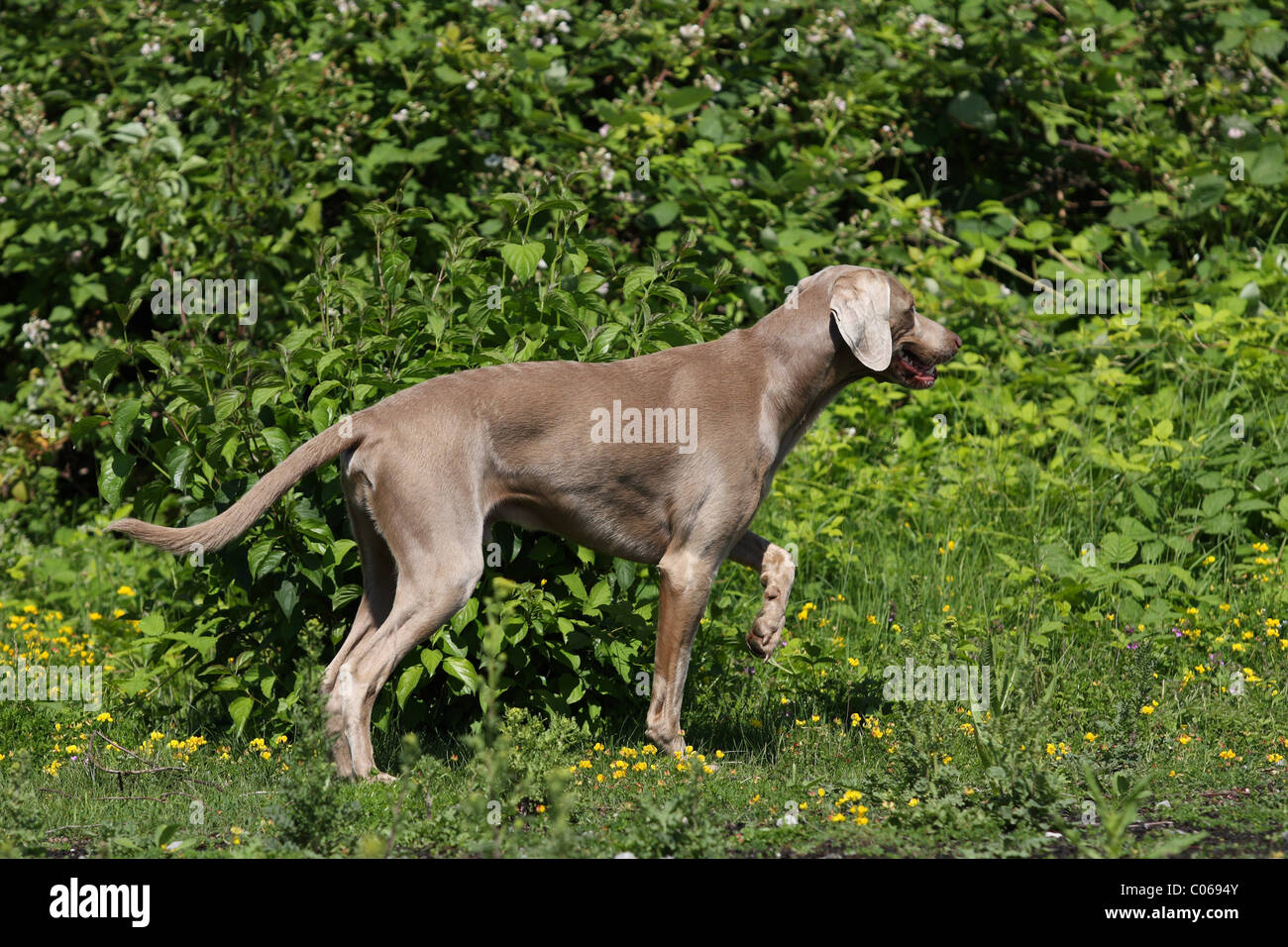 Weimaraner male standing hi-res stock photography and images - Alamy