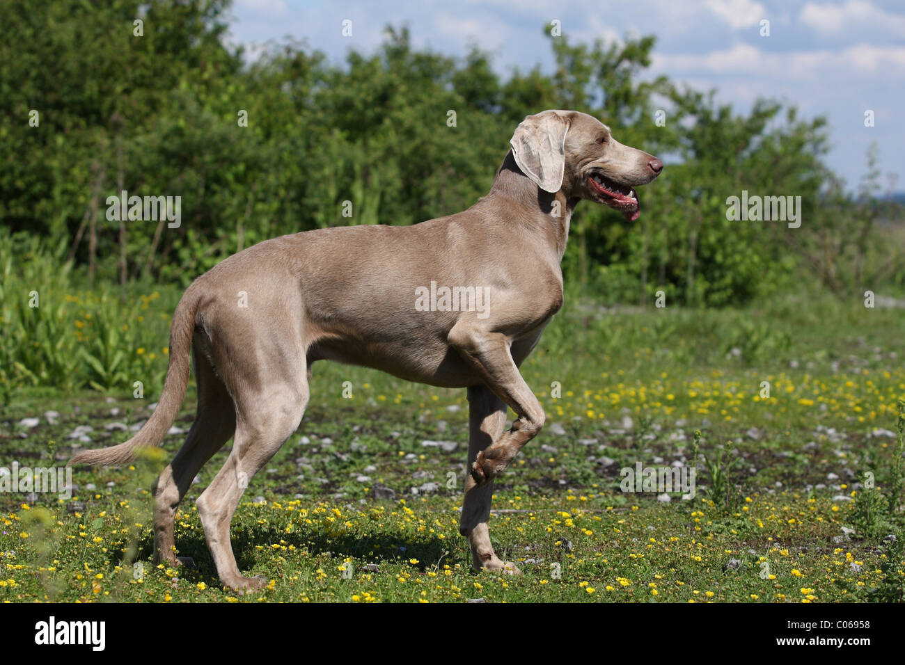 Weimaraner male standing hi-res stock photography and images - Alamy