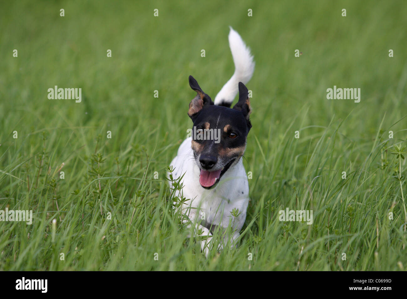 running Jack Russell Terrier Stock Photo - Alamy