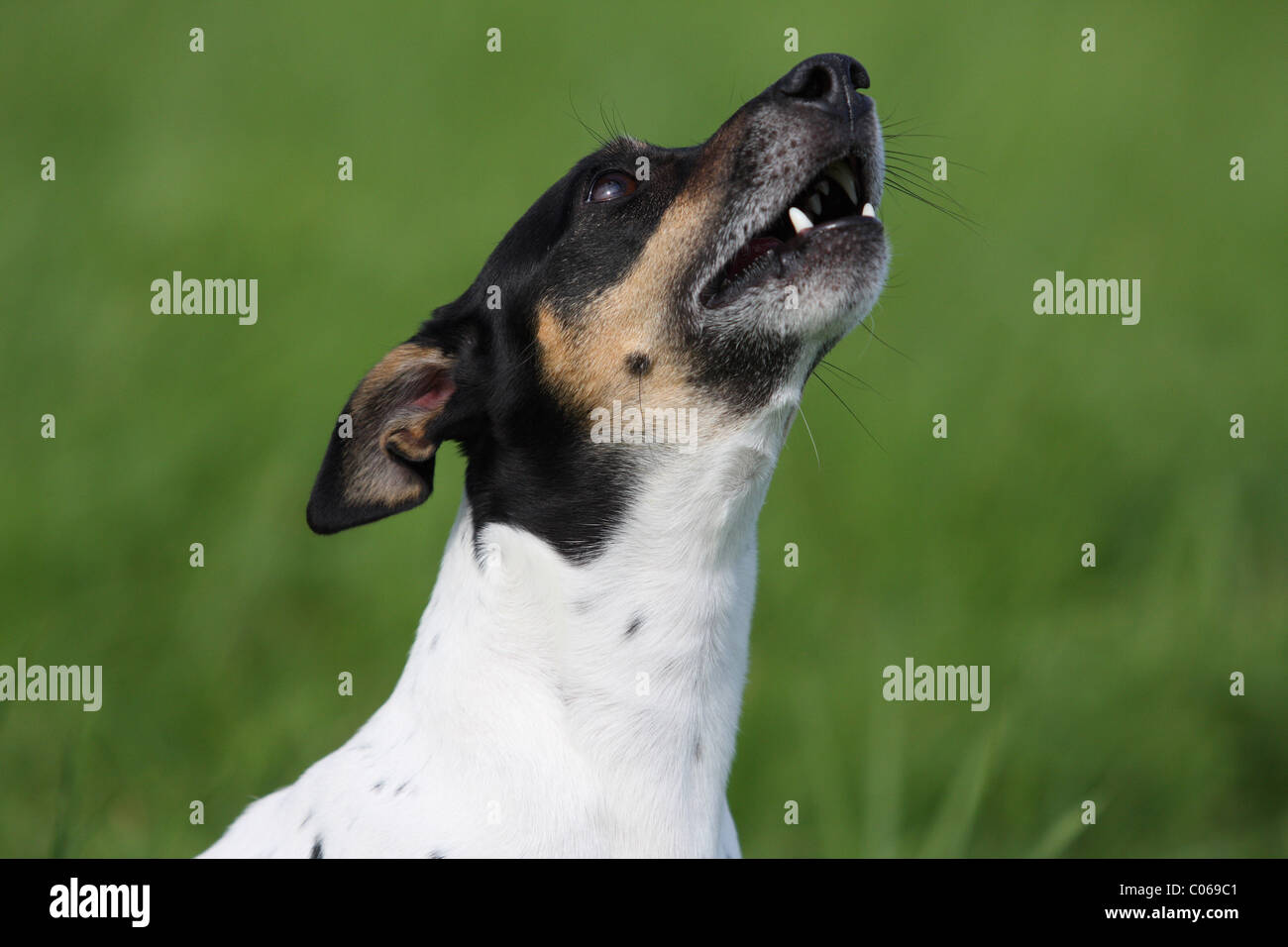 Terrier dog barking hi-res stock photography and images - Alamy