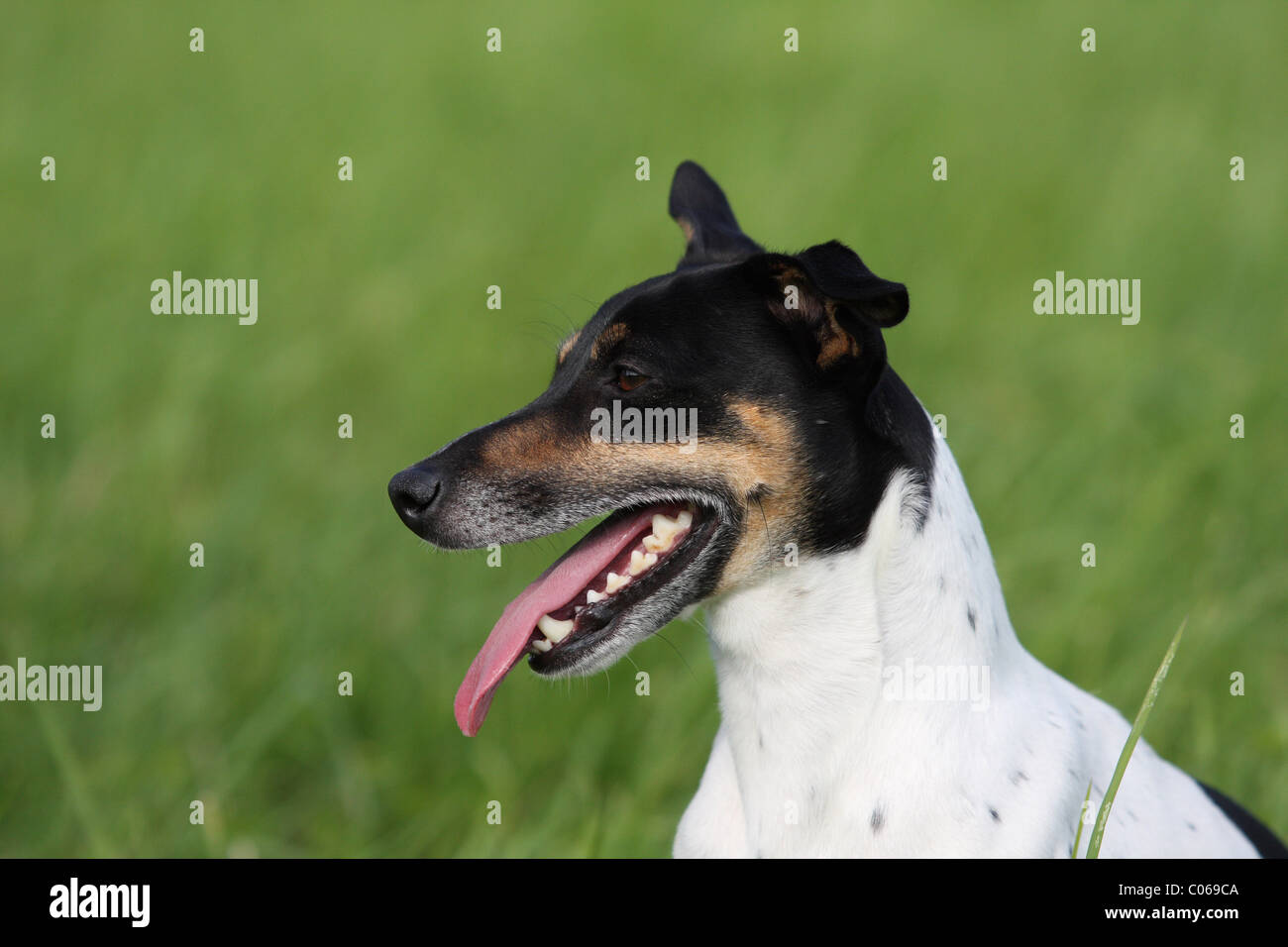 Jack Russell Terrier Portrait Stock Photo - Alamy