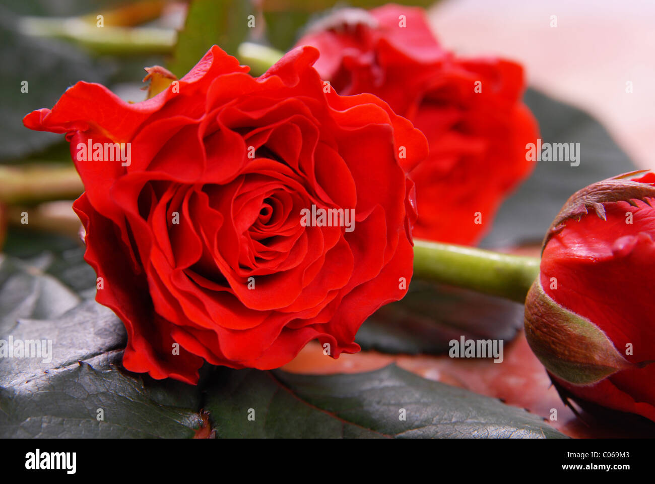 three red roses Stock Photo - Alamy