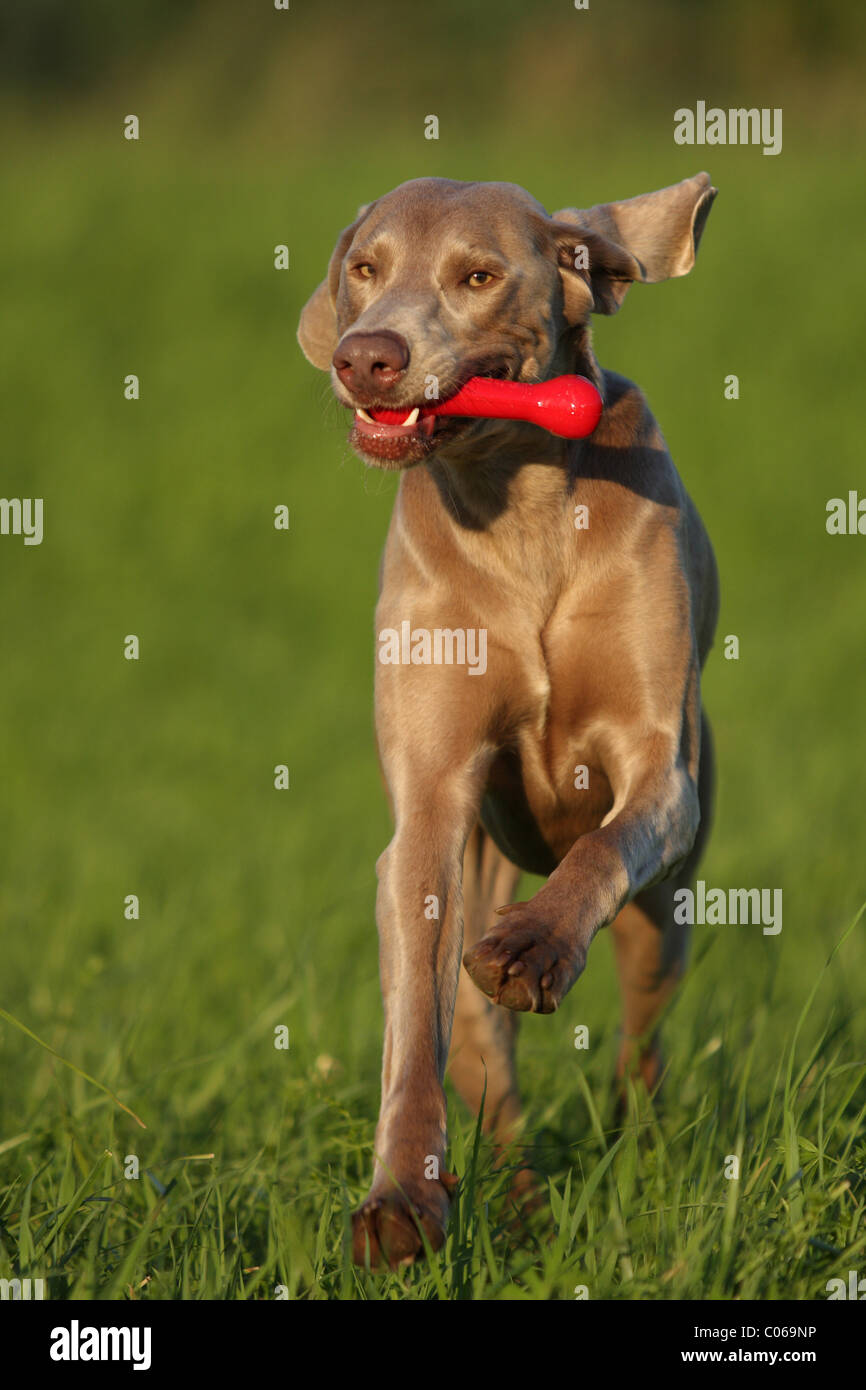 Running outdoors and bones hi-res stock photography and images - Alamy
