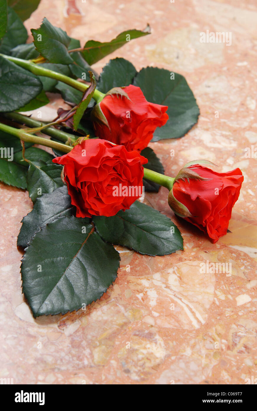 three red roses Stock Photo - Alamy