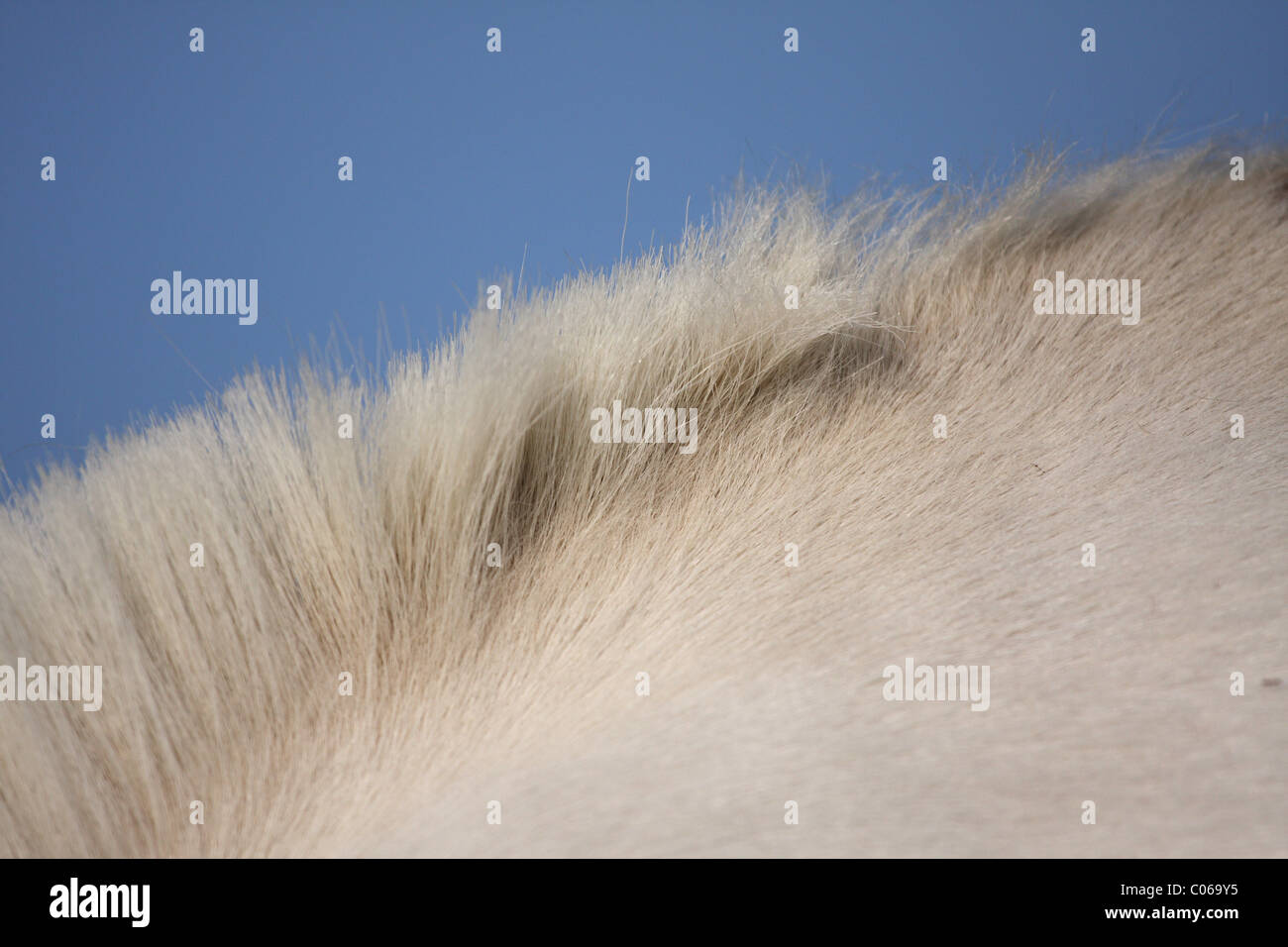 Upright mane hi-res stock photography and images - Alamy