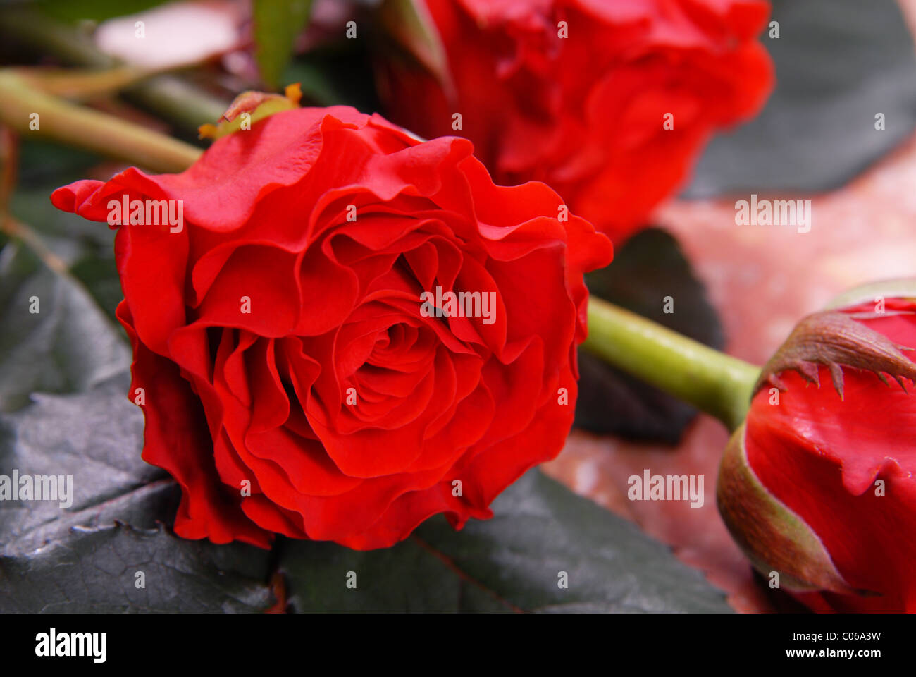 three red roses Stock Photo - Alamy