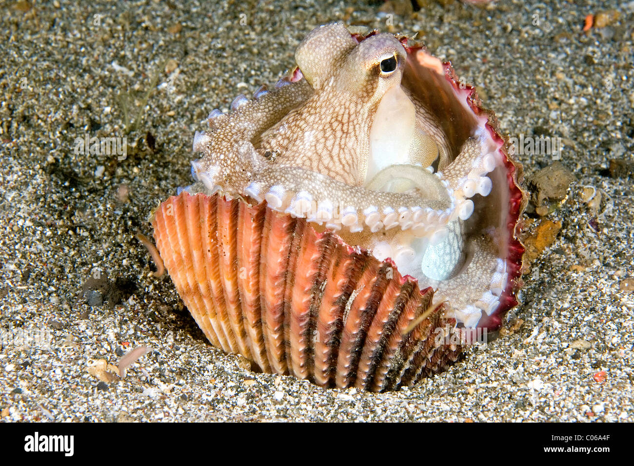 Octopus Hiding High Resolution Stock Photography and Images - Alamy