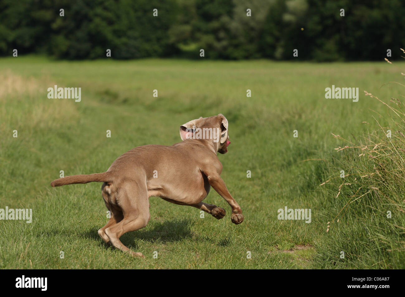Big dog run away hi-res stock photography and images - Alamy