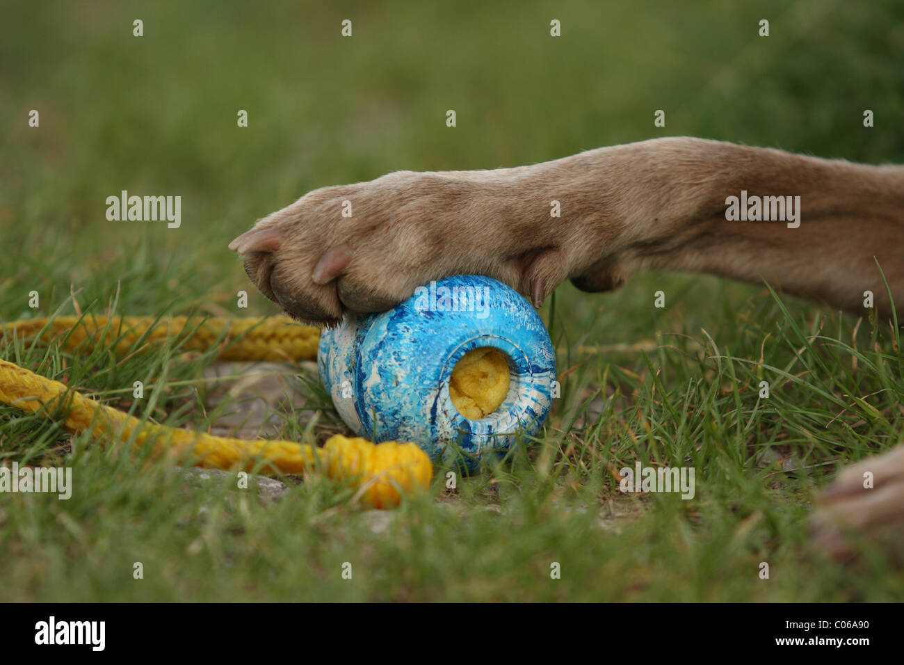 Dog details hi-res stock photography and images - Alamy