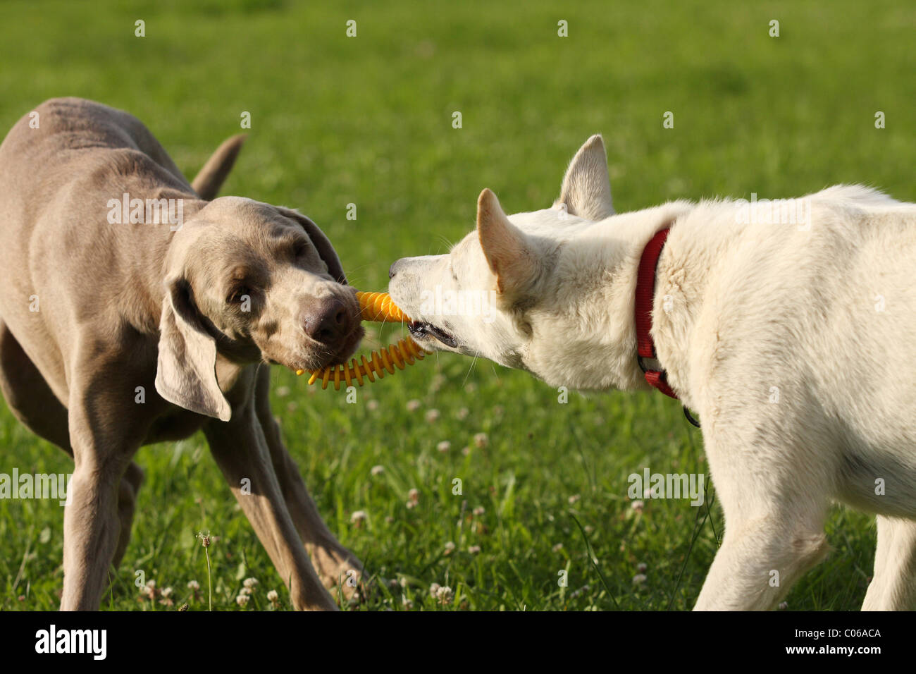 Dogs playing together with toys hi-res stock photography and images - Alamy
