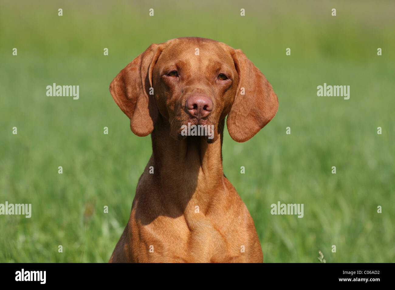 female Magyar Viszla Stock Photo - Alamy