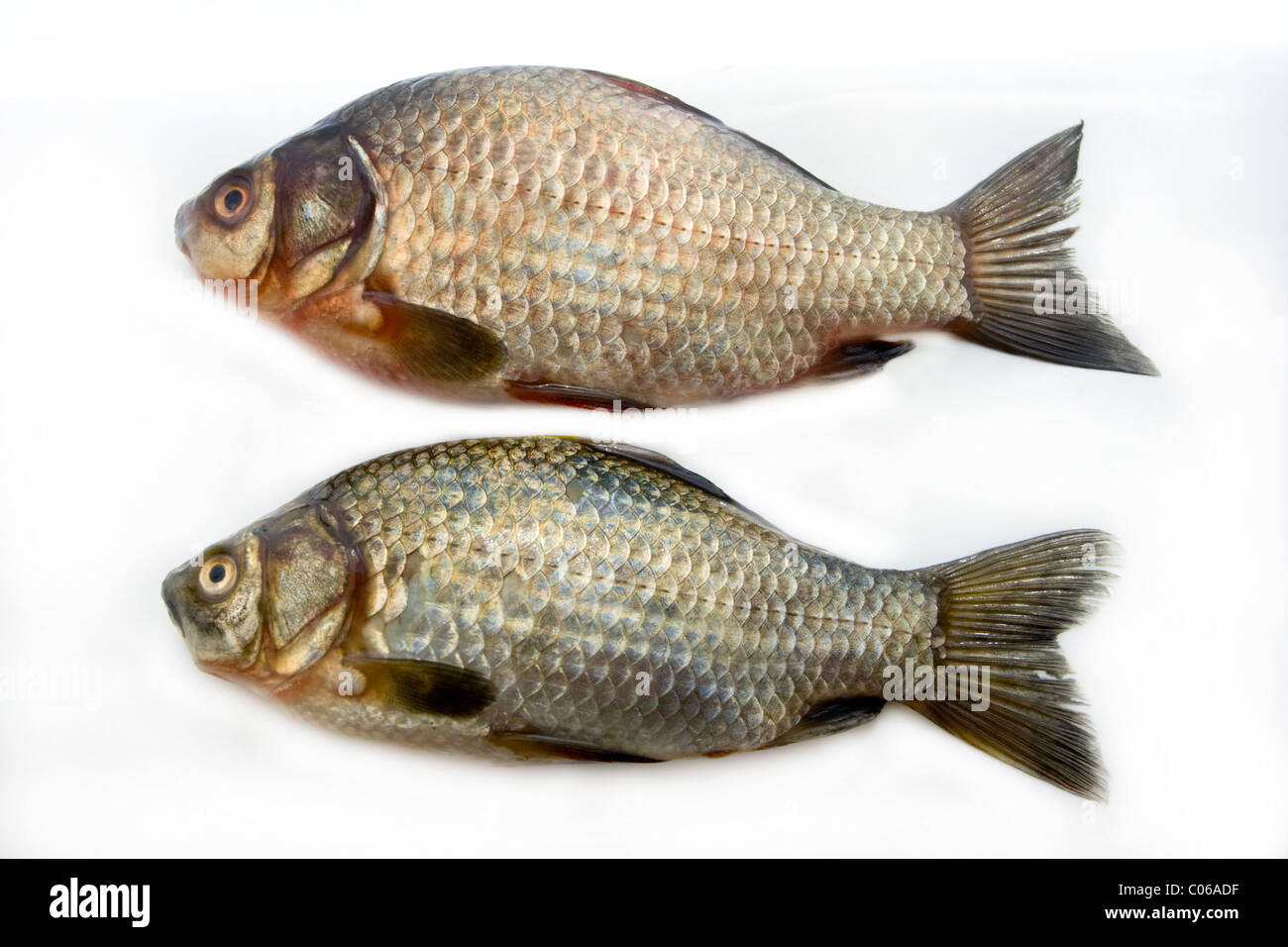 Crucian hi-res stock photography and images - Alamy