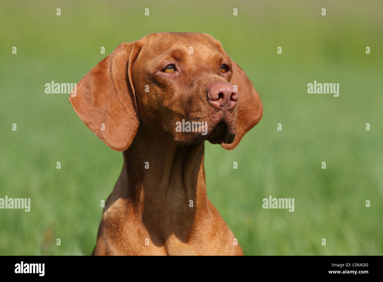 female Magyar Viszla Stock Photo - Alamy