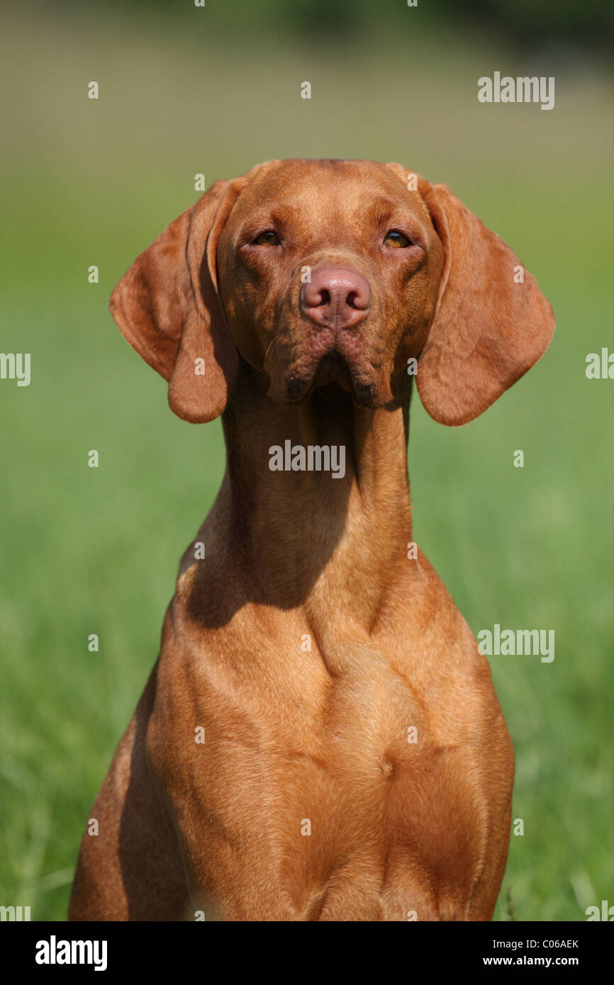 female Magyar Viszla Stock Photo - Alamy