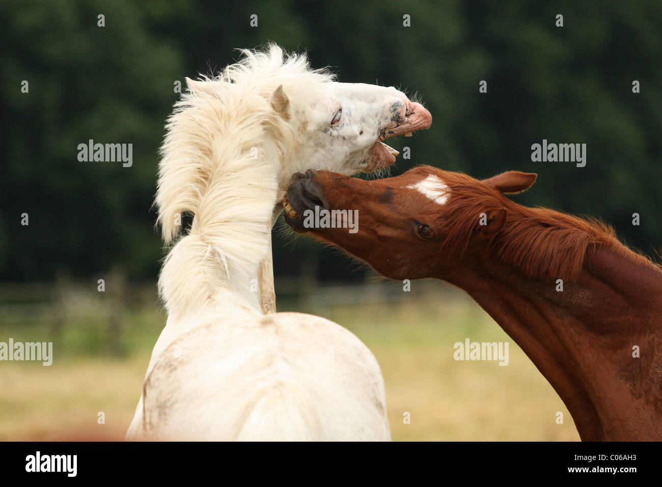 Angry horse hi-res stock photography and images - Alamy