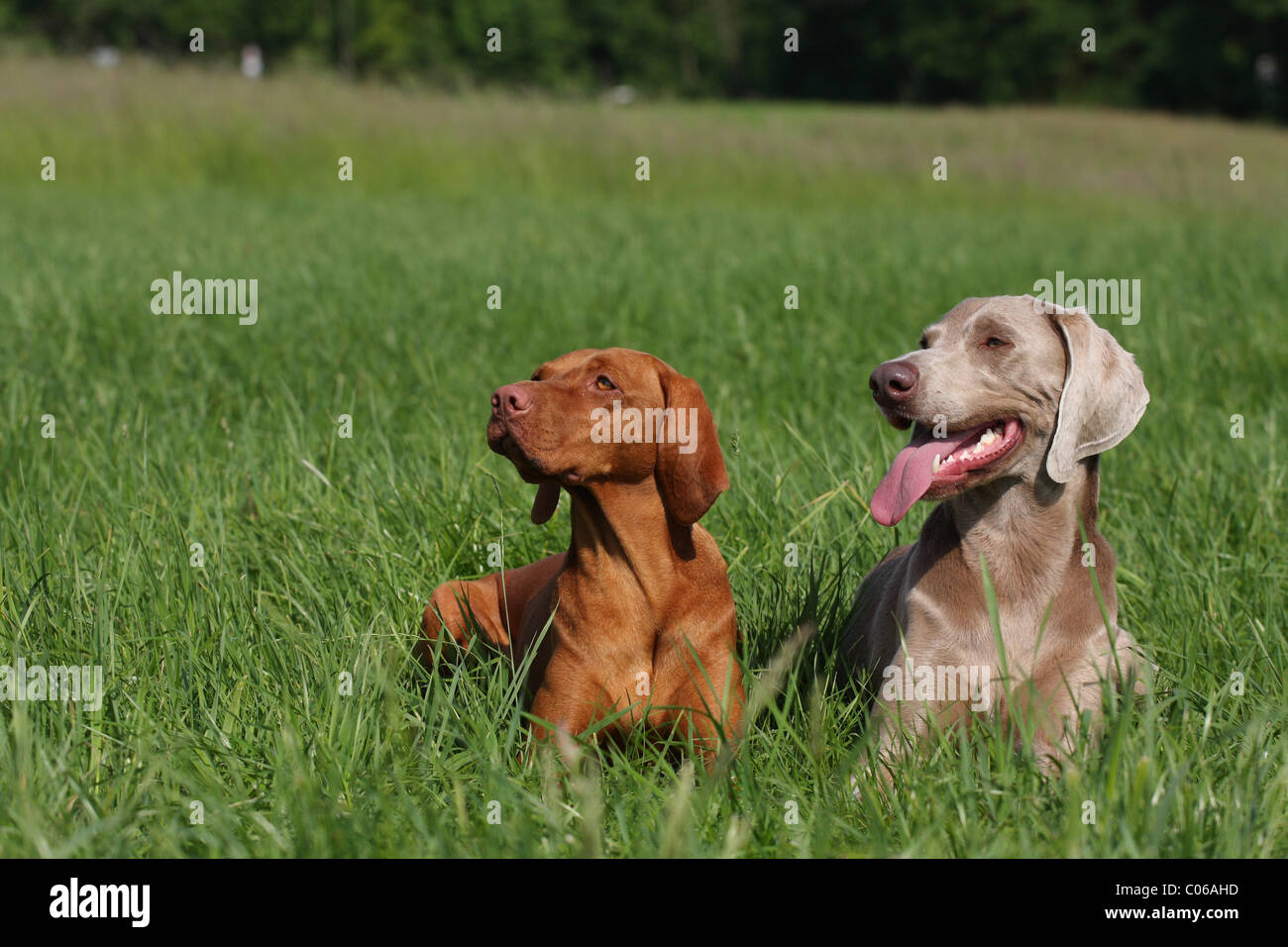 female Magyar Vizsla Stock Photo - Alamy
