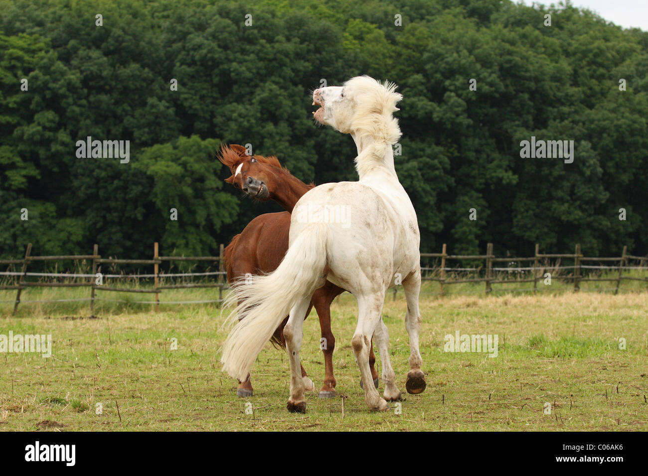 Playing horses horse hi-res stock photography and images - Alamy