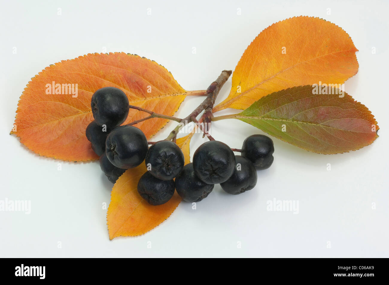 Black chokeberry aronia melanocarpa hi-res stock photography and images ...