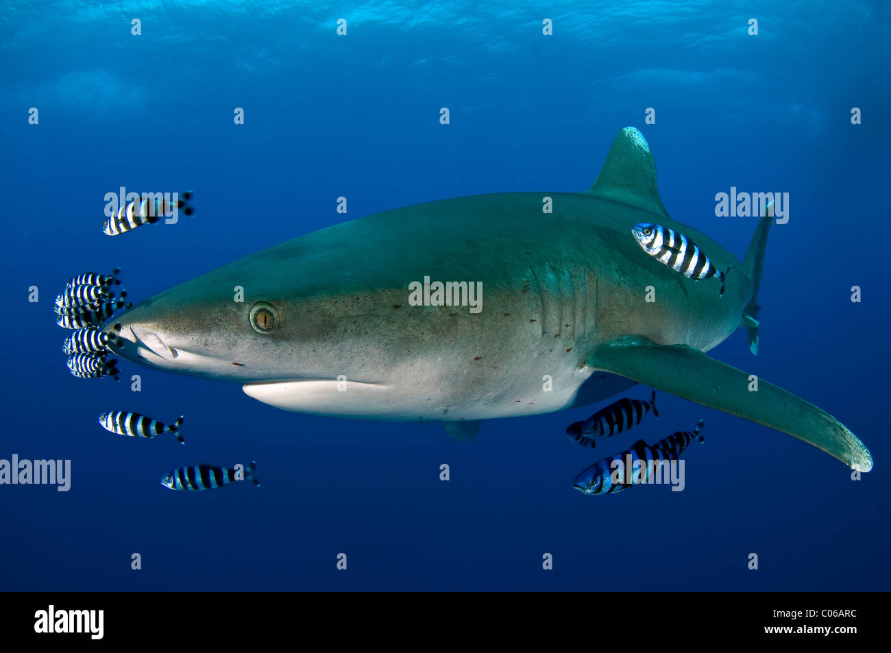 Oceanic white tip shark with pilot fish hi-res stock photography and ...