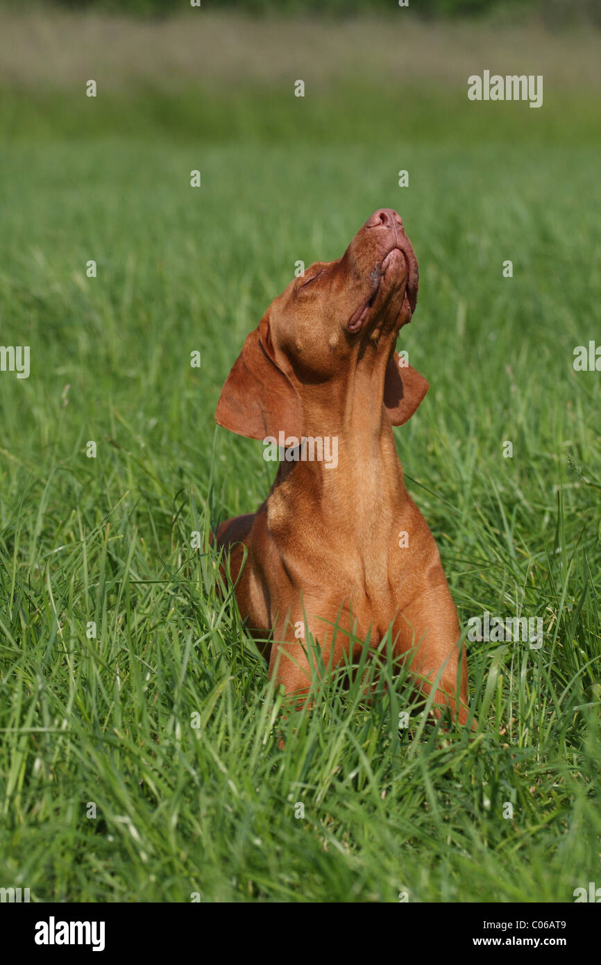 female Magyar Viszla Stock Photo - Alamy
