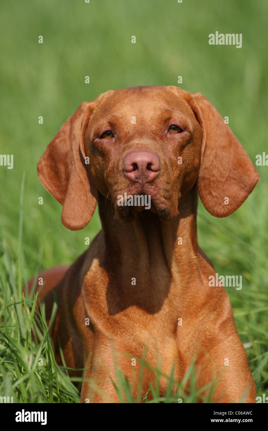 female Magyar Viszla Stock Photo - Alamy