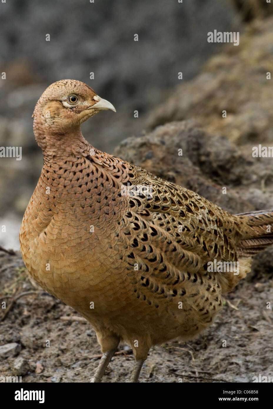 Pheasant female bird in the wild closeup Stock Photo - Alamy