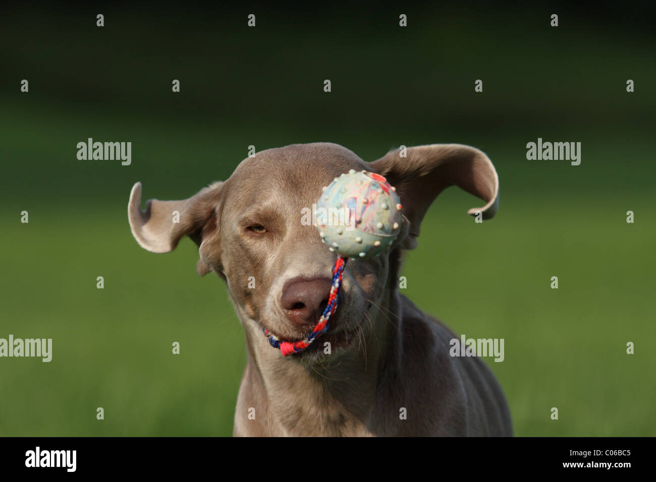 Weimaraner dog ball mouth hi-res stock photography and images - Alamy