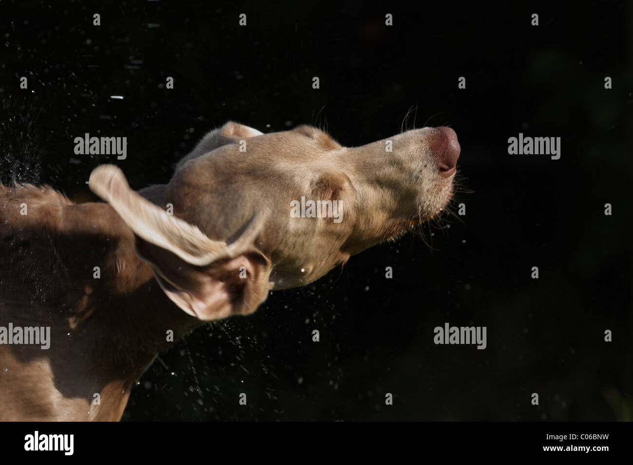 Dog head shaking hi-res stock photography and images - Alamy