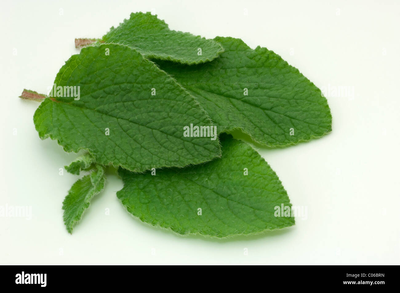 Borage (Borago officinalis), leaves, studio picture against a white ...