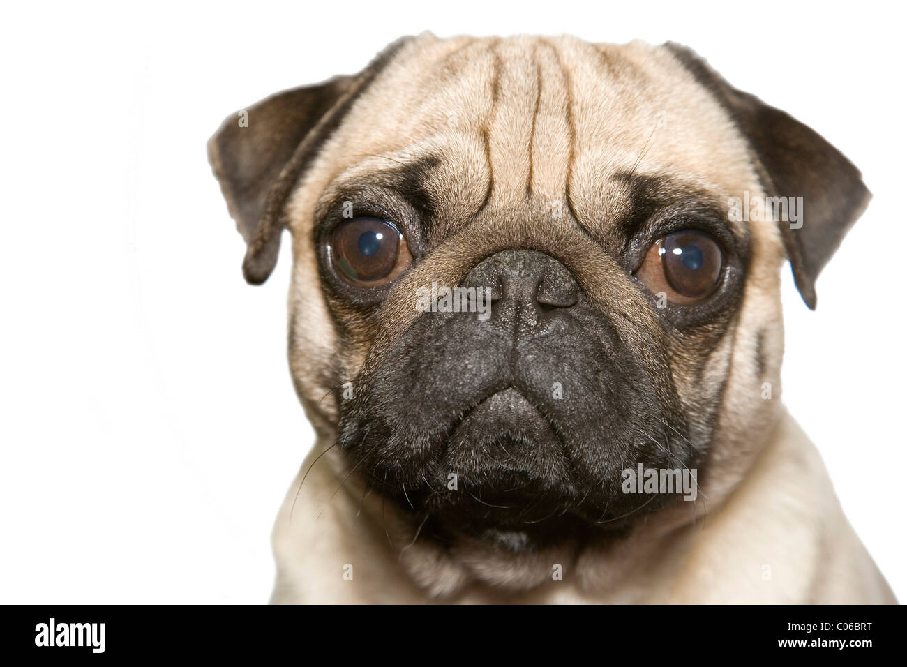 Portrait pictures of dogs hi-res stock photography and images - Alamy