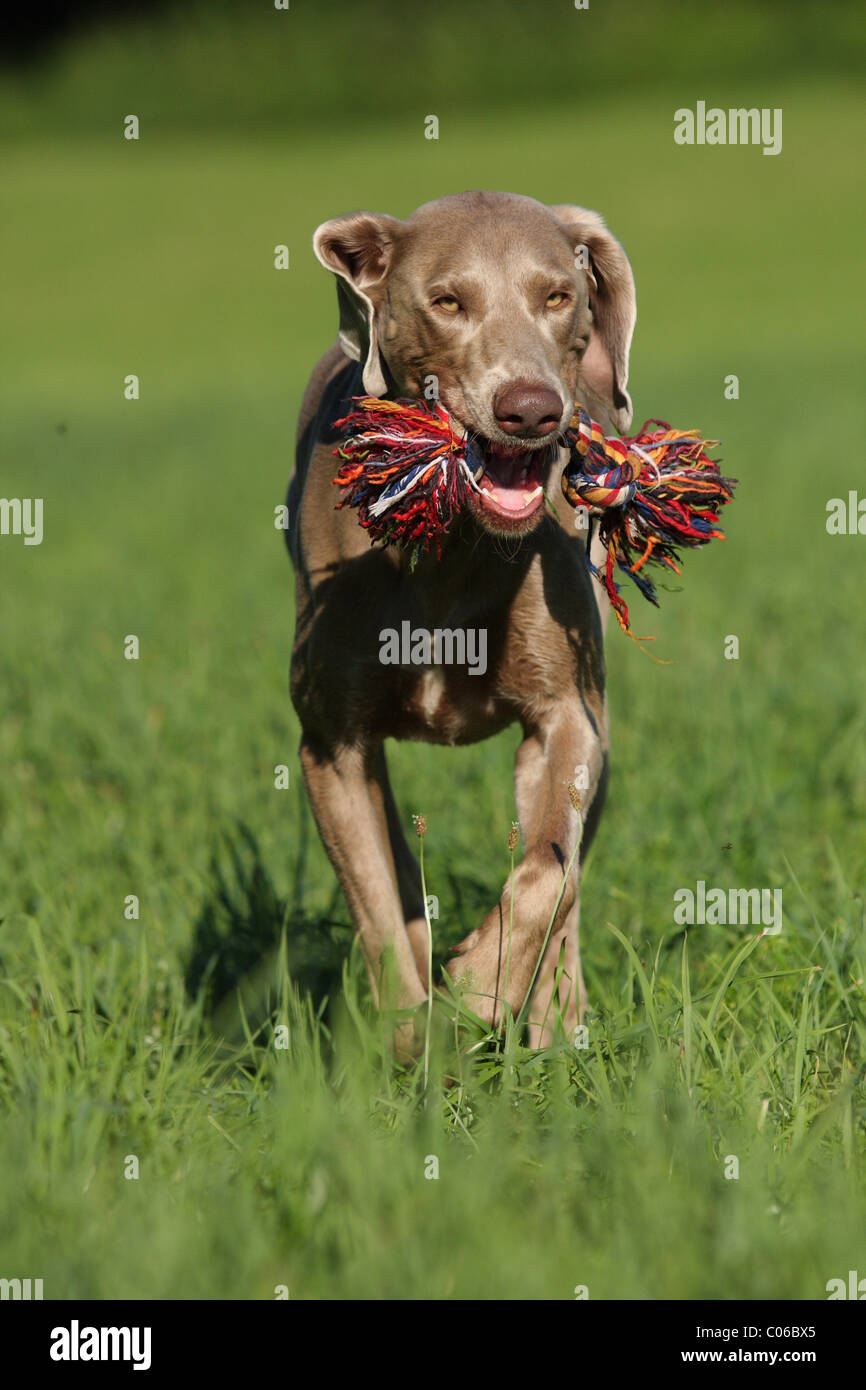 Dog running bone hi-res stock photography and images - Alamy