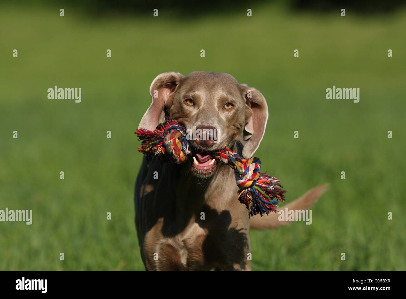 Dog running bone hi-res stock photography and images - Alamy