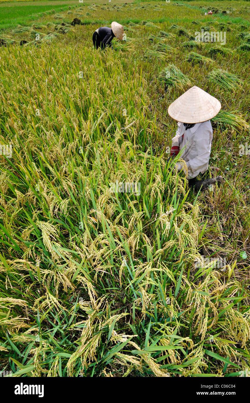 Two women cutting rice, Vietnam, Asia Stock Photo - Alamy