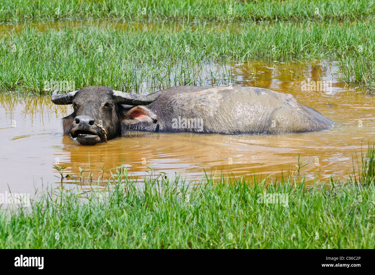 Asian water buffalo (Bubalus arnee), domestic buffalo in water hole ...