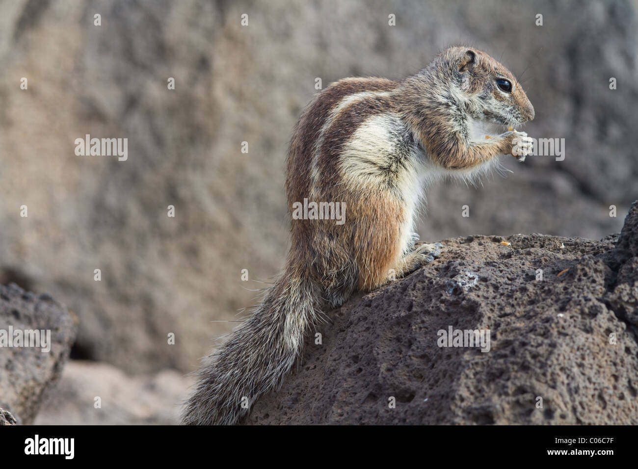 Ground Squirrel from Africa now breeding in Fuerteventura Stock Photo ...