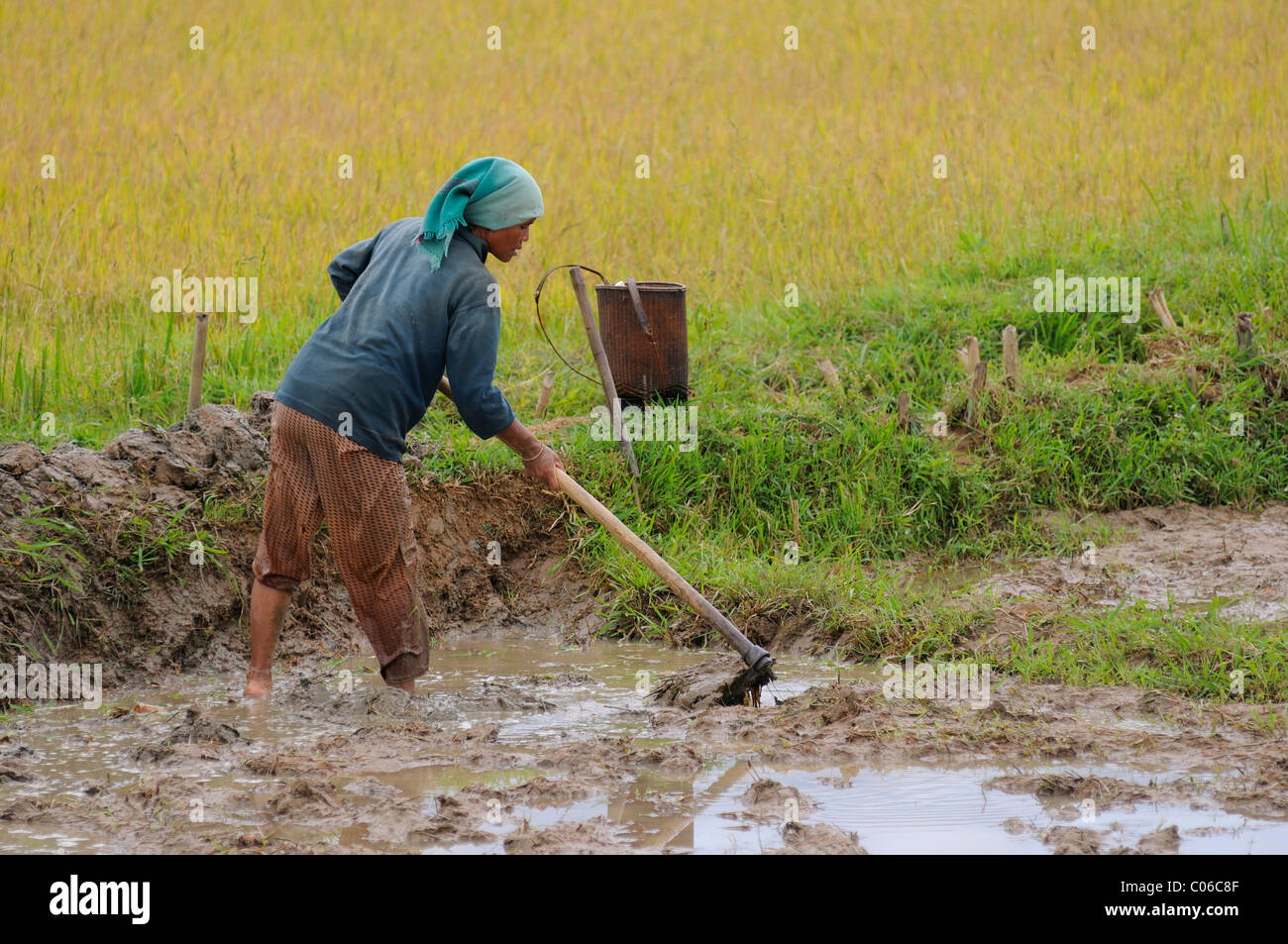 Woman at work in a rice paddy, Vietnam, Asia Stock Photo - Alamy