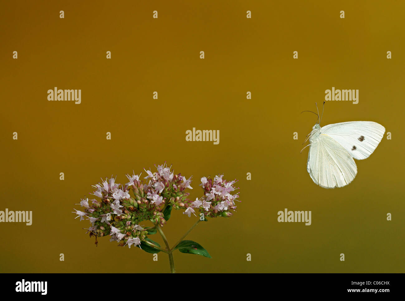 Large White (Pieris brassicae Stock Photo - Alamy