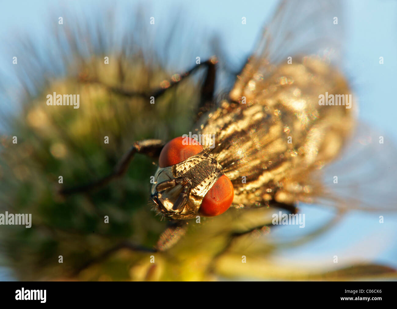 Blowfly (Polenia spec Stock Photo - Alamy