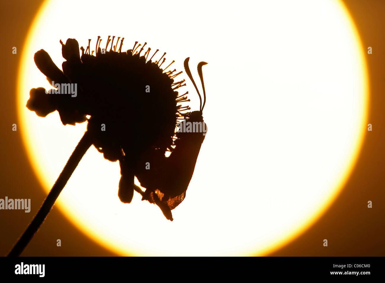 Sunrise insects hi-res stock photography and images - Alamy