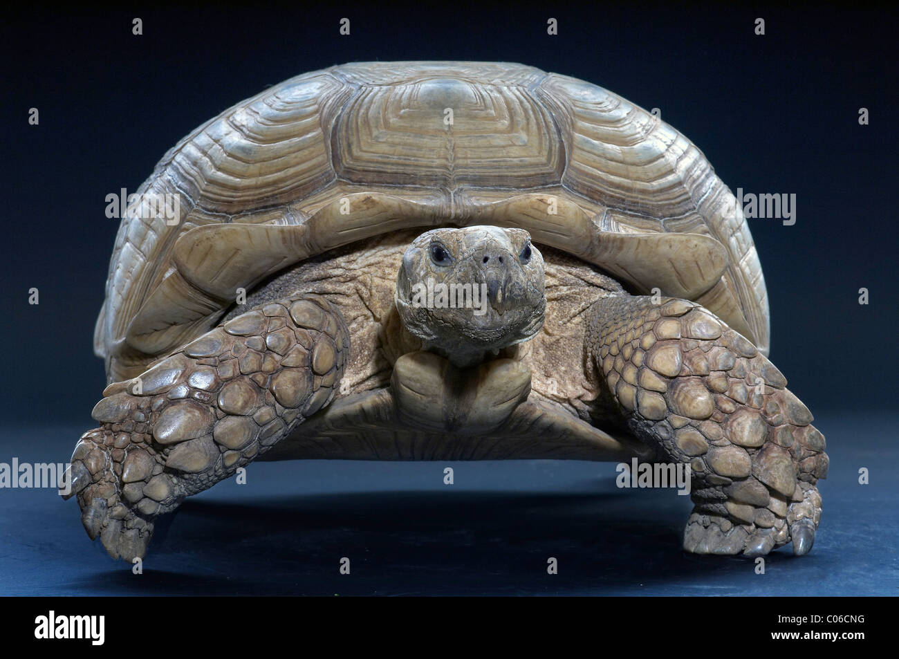 Sulcata tortoises hi-res stock photography and images - Alamy