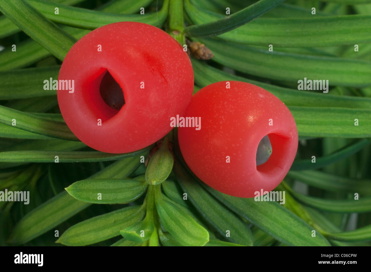 Common Yew, English Yew (Taxus baccata), underside of twig with so ...