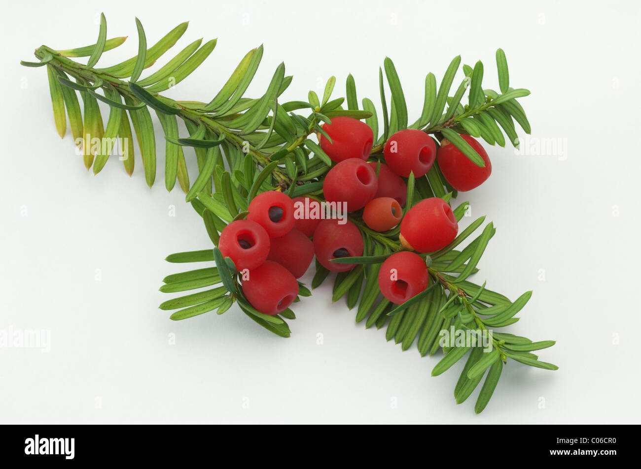 Common Yew, English Yew (Taxus baccata), underside of twig with fruit ...