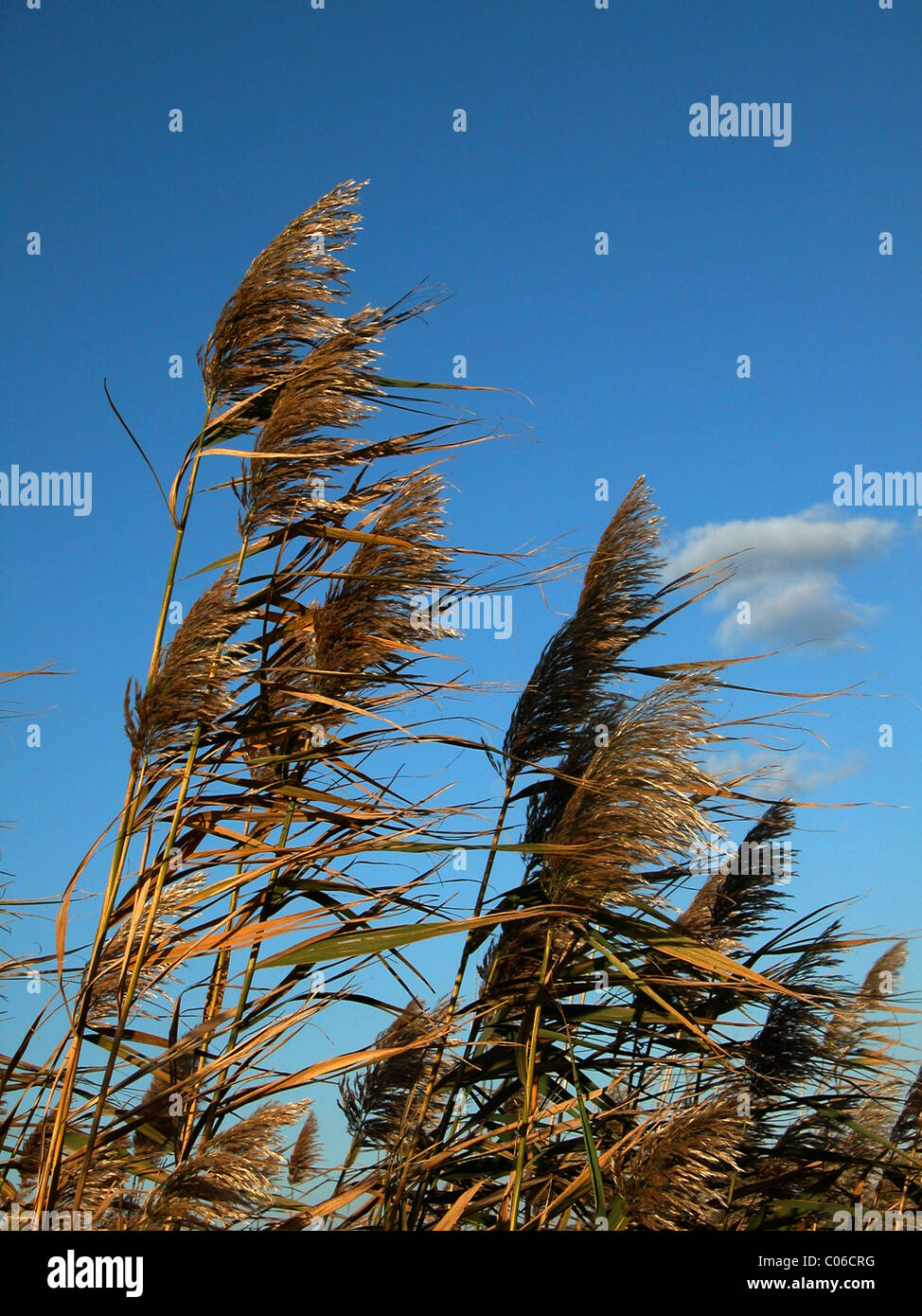 Reed meadows hi-res stock photography and images - Alamy