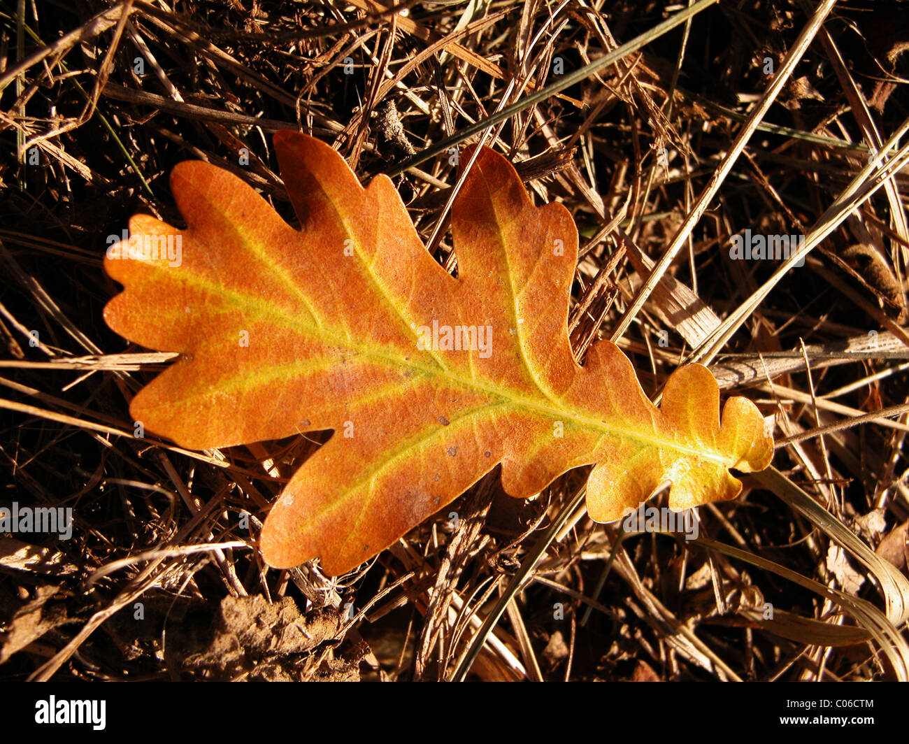 Colour autumn oak leaf hi-res stock photography and images - Alamy